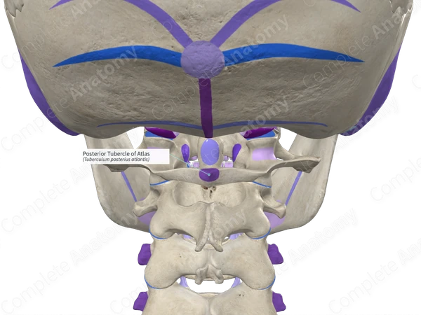 Posterior Tubercle of Atlas | Complete Anatomy