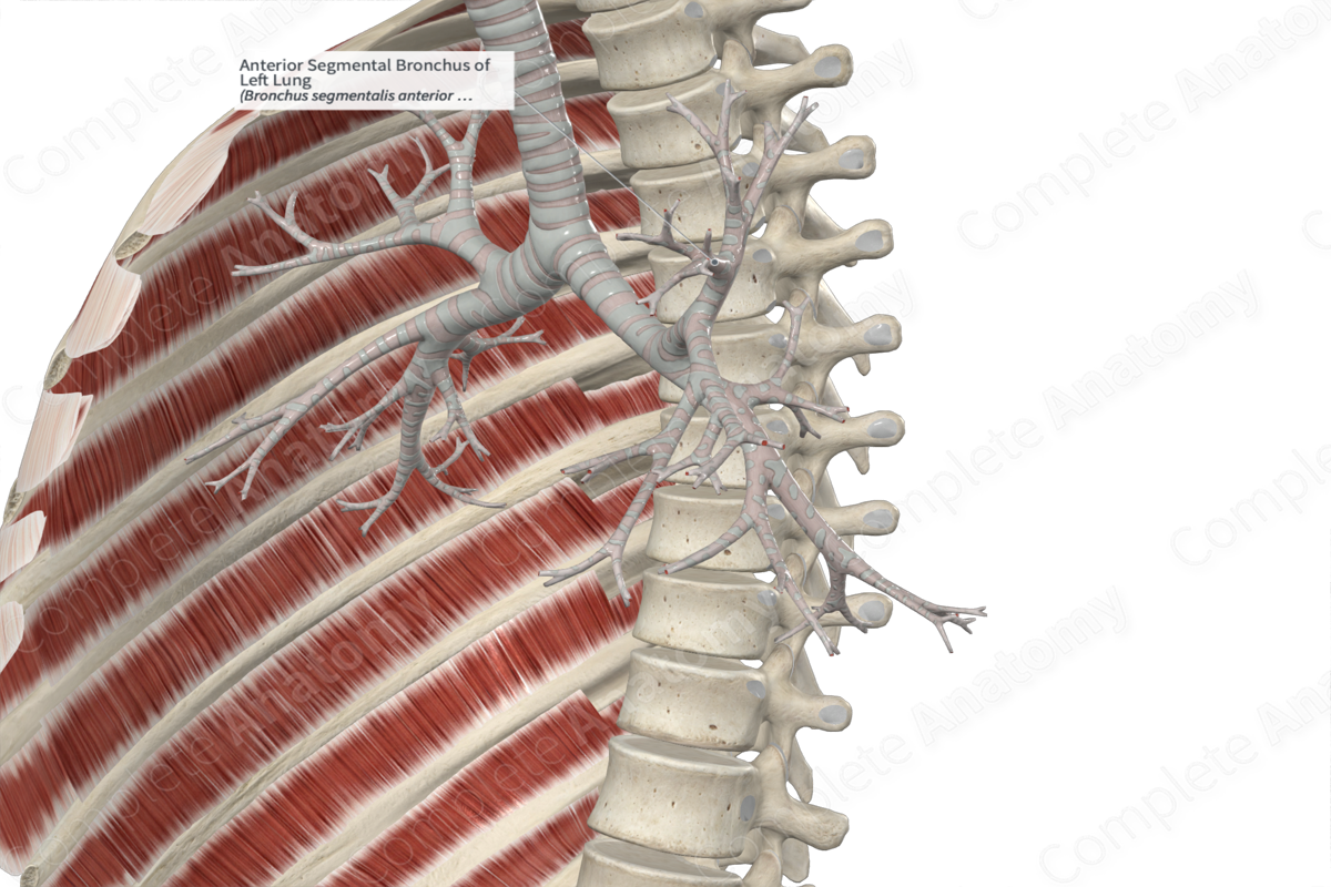 Anterior Segmental Bronchus Of Left Lung Complete Anatomy