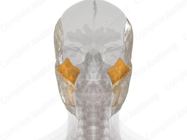 Fasciae of Head | Complete Anatomy