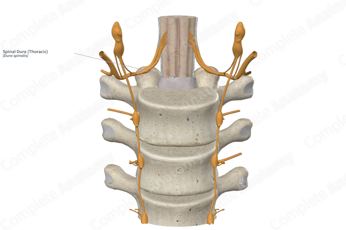 Spinal Dura (Thoracic) | Complete Anatomy