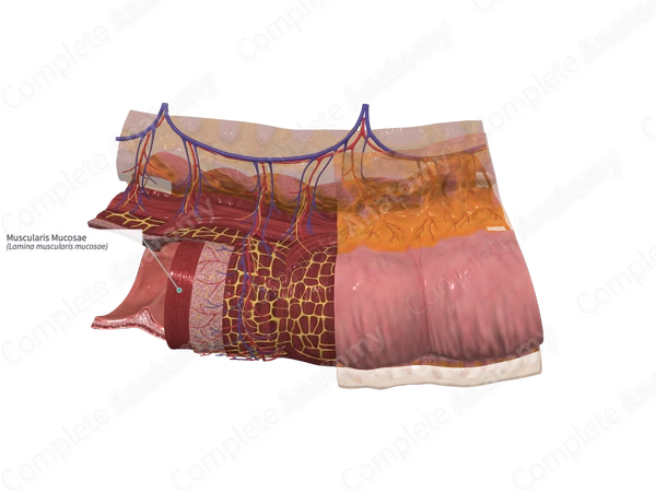 Muscularis Mucosae | Complete Anatomy