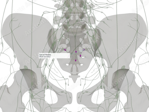Sacral Nodes | Complete Anatomy