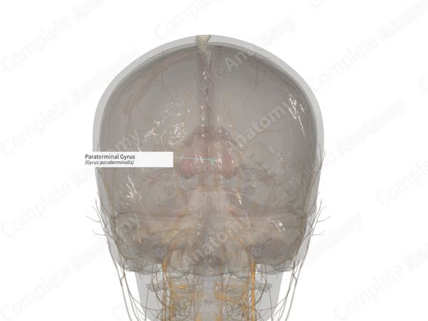 Paraterminal Gyrus (Left) | Complete Anatomy