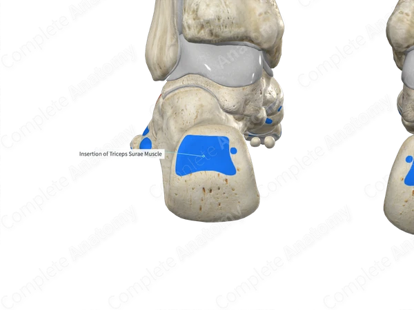 Insertion of Triceps Surae Muscle | Complete Anatomy