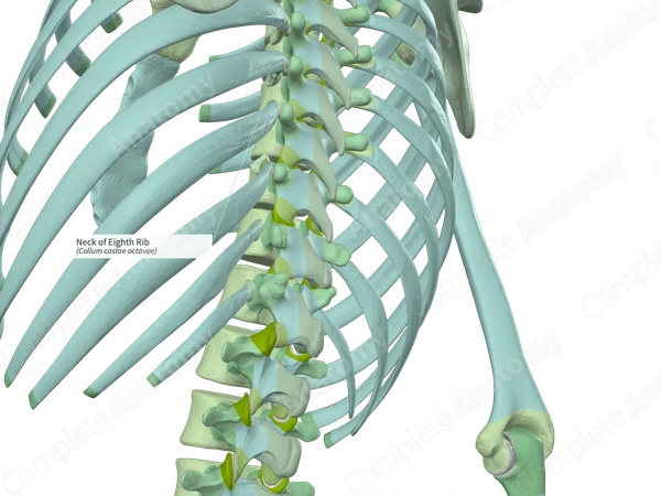 Neck of Eighth Rib | Complete Anatomy