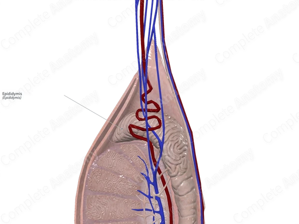 Epididymis | Complete Anatomy