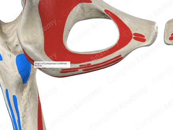 Origin of Compressor Urethrae Muscle | Complete Anatomy