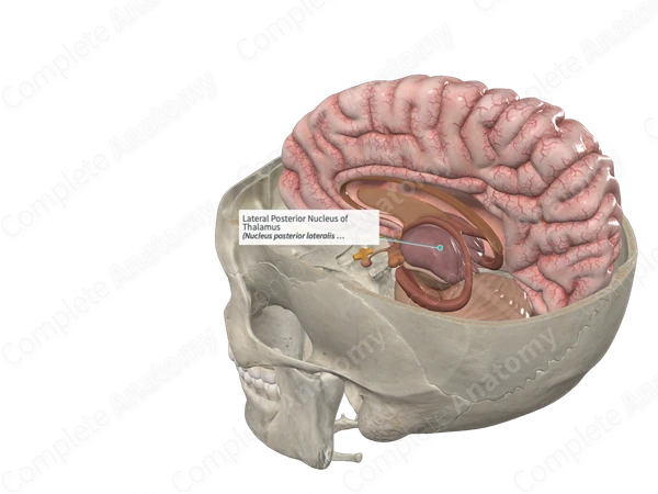 Lateral Posterior Nucleus of Thalamus | Complete Anatomy
