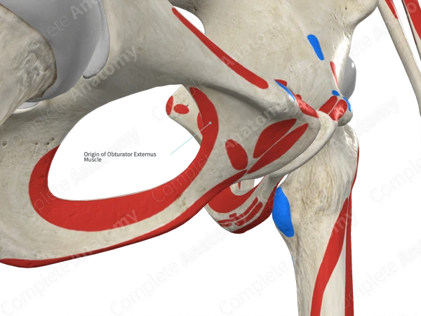 Origin of Obturator Externus Muscle | Complete Anatomy