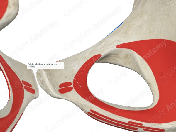 Origin of Obturator Internus Muscle | Complete Anatomy