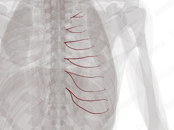 Anterior Intercostal Branches of Internal Thoracic Artery (Left ...