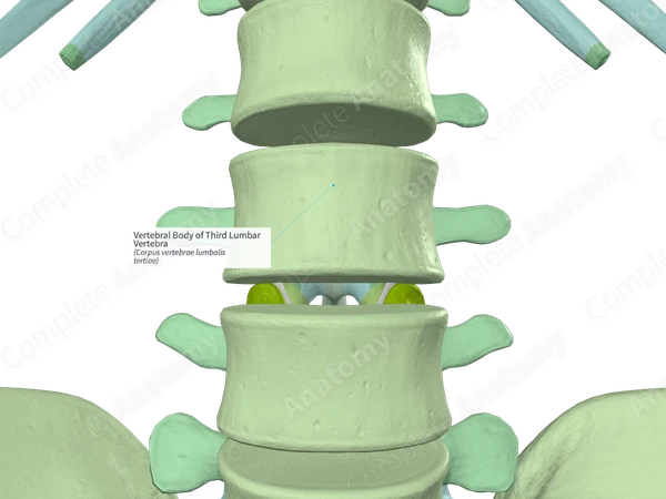 Vertebral Body of Third Lumbar Vertebra | Complete Anatomy