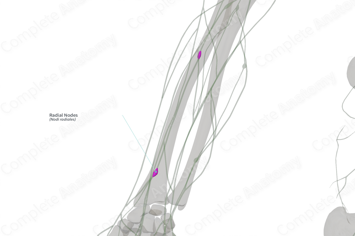 Radial Nodes (Left) | Complete Anatomy Radial Nodes (Left) | Complete Anatomy