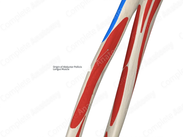 Origin of Abductor Pollicis Longus Muscle | Complete Anatomy