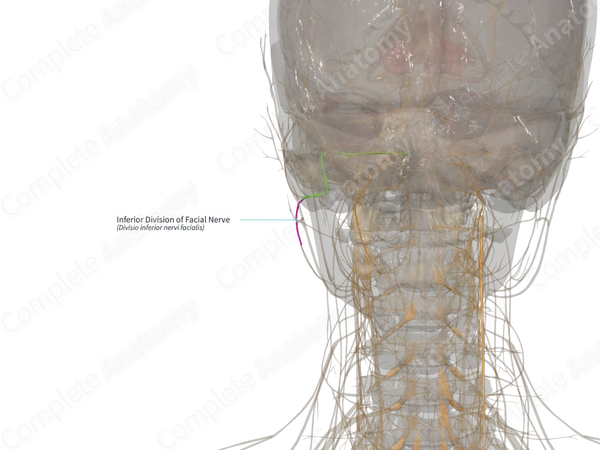 Inferior Division of Facial Nerve (Right) | Complete Anatomy