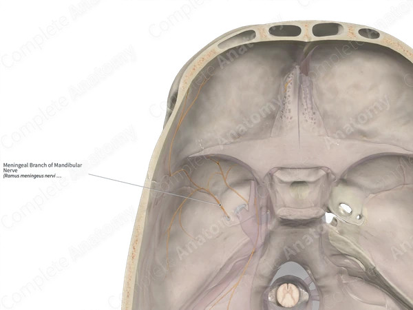 Meningeal Branch of Mandibular Nerve | Complete Anatomy