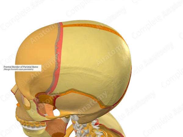Frontal Border of Parietal Bone | Complete Anatomy