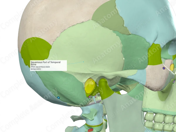 Squamous Part of Temporal Bone | Complete Anatomy
