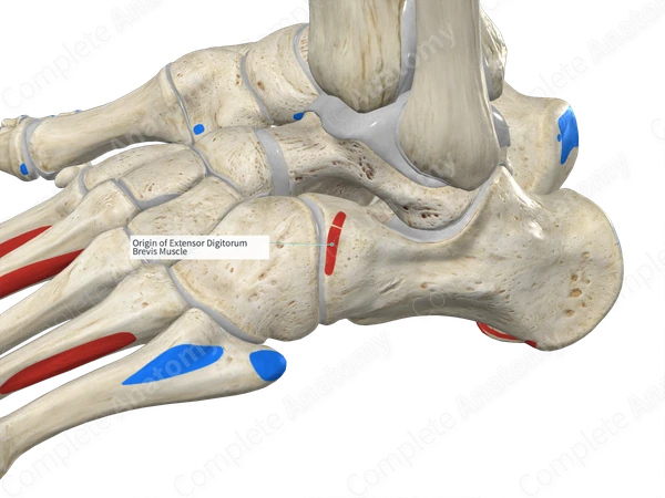 Origin of Extensor Digitorum Brevis Muscle | Complete Anatomy
