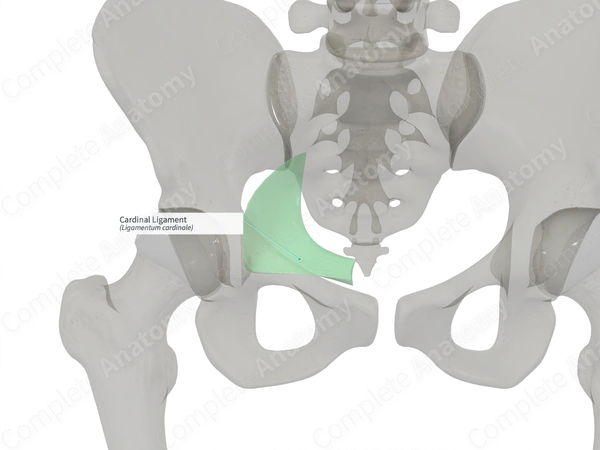 Cardinal Ligament (Left) | Complete Anatomy