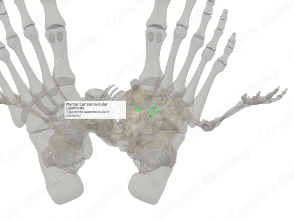 Plantar Cuneonavicular Ligaments (Left) | Complete Anatomy