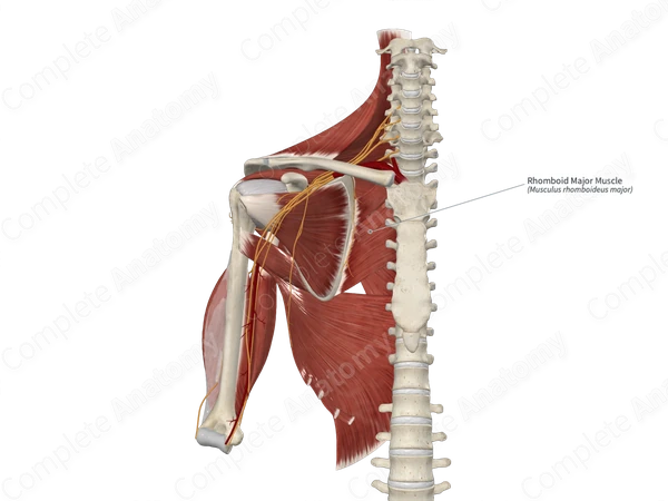 Rhomboid Major Function