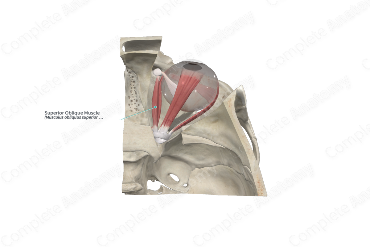 Superior Oblique Muscle Complete Anatomy