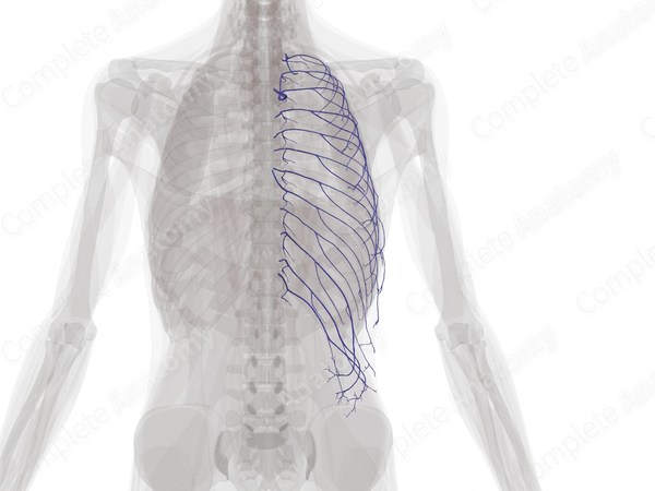 Posterior Intercostal Veins (Left) | Complete Anatomy