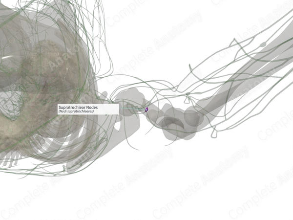 Supratrochlear Nodes (Left) | Complete Anatomy
