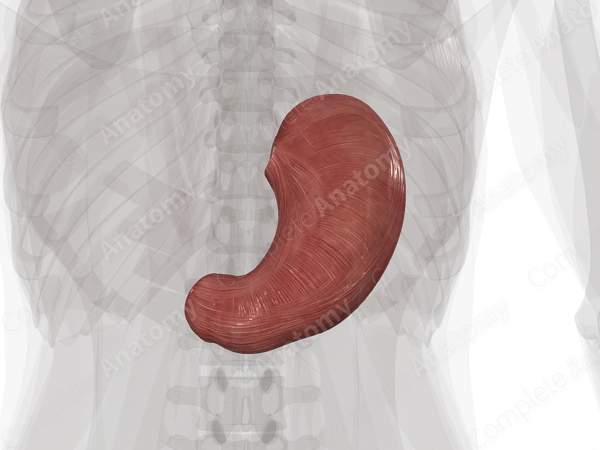 Muscular Layer of Stomach | Complete Anatomy
