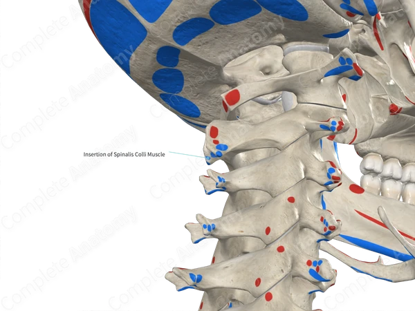 Insertion of Spinalis Colli Muscle | Complete Anatomy