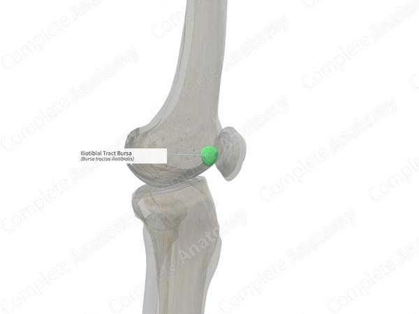 Iliotibial Tract Bursa (Left) | Complete Anatomy