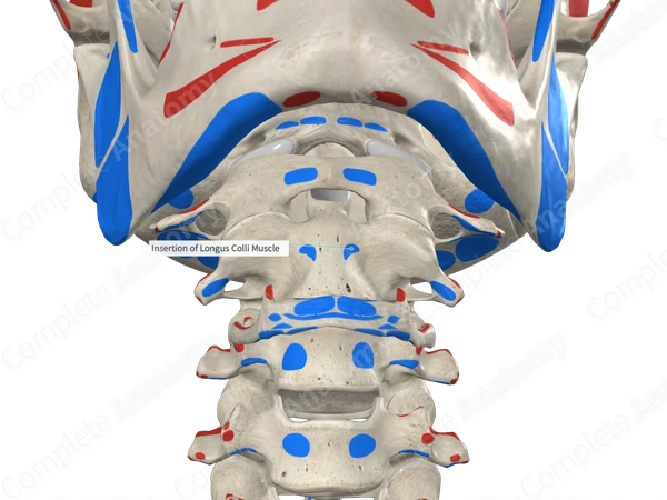 Insertion of Longus Colli Muscle | Complete Anatomy