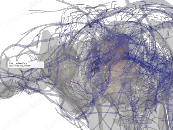 First Lumbar Vein (Right) | Complete Anatomy