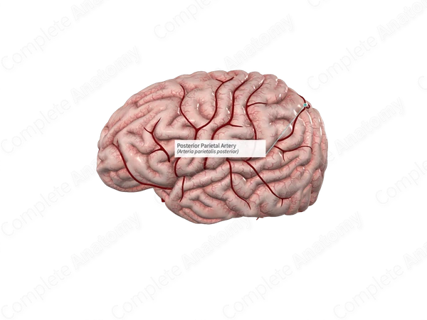 Posterior Parietal Artery | Complete Anatomy