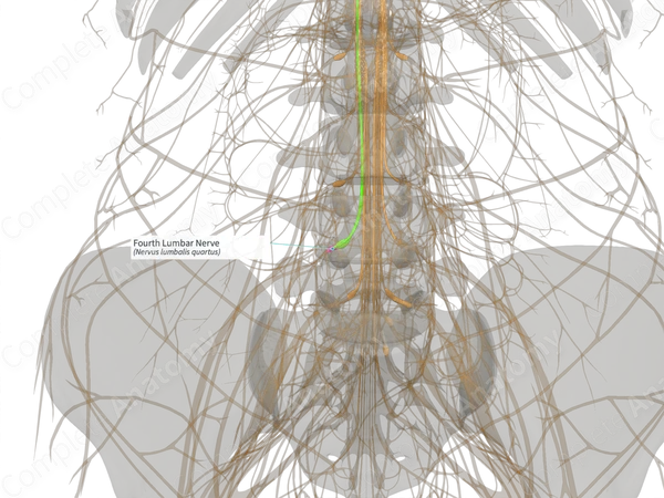 Fourth Lumbar Nerve (Left) | Complete Anatomy