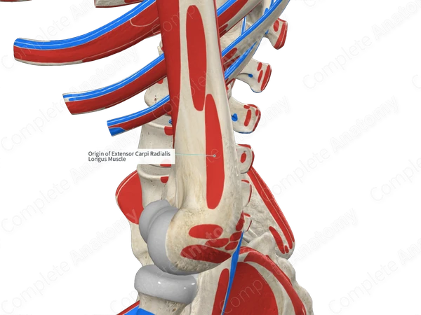 Origin of Extensor Carpi Radialis Longus Muscle | Complete Anatomy