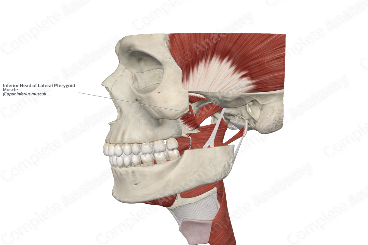 Inferior Head Of Lateral Pterygoid Muscle Complete Anatomy
