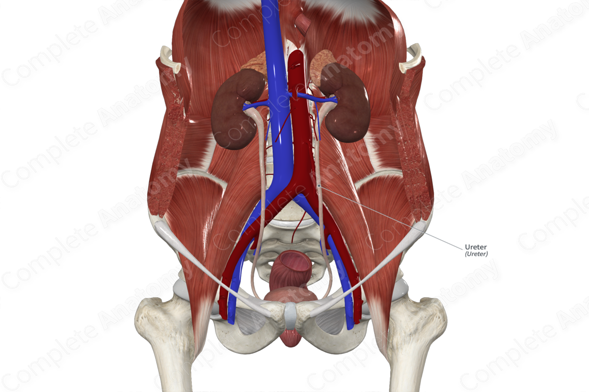 Ureter | Complete Anatomy