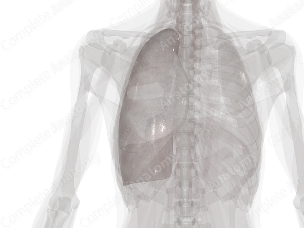 Pleura (Right Lung) | Complete Anatomy