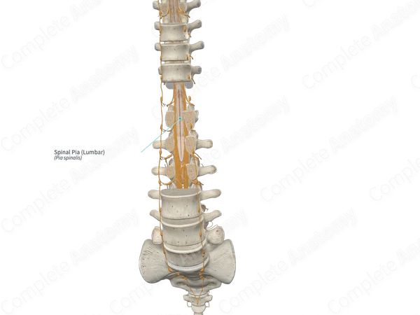 Spinal Pia (Lumbar) | Complete Anatomy