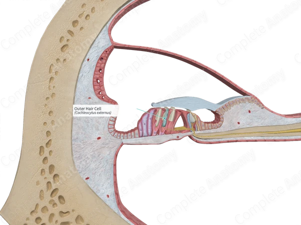 Outer Hair Cell | Complete Anatomy