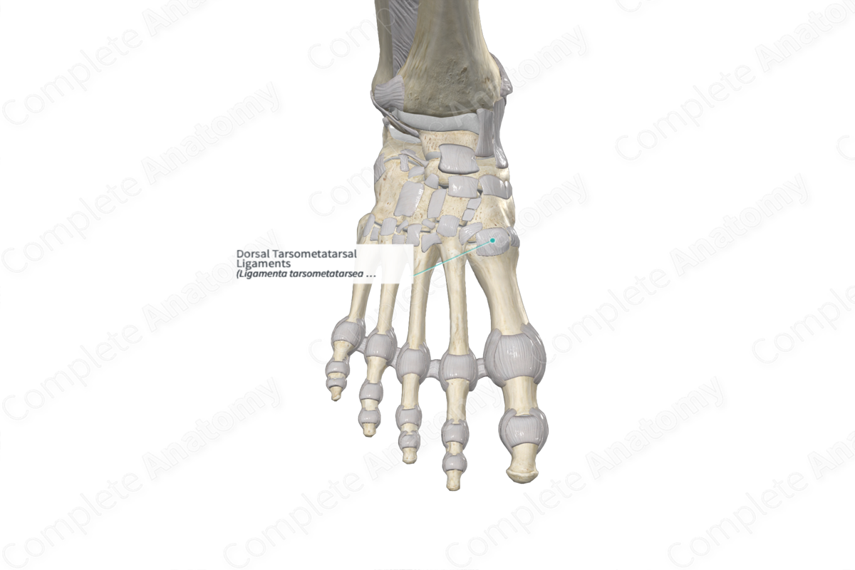 Dorsal Tarsometatarsal Ligaments Complete Anatomy