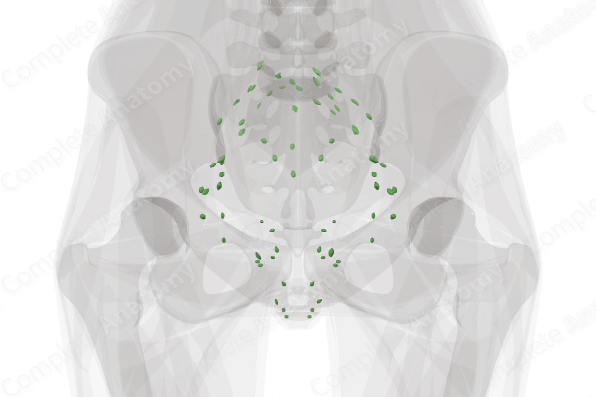 Pelvic Lymph Nodes Complete Anatomy