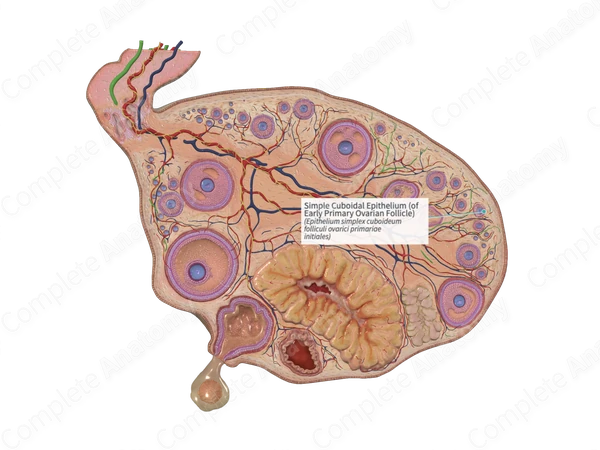 Simple Cuboidal Epithelium (of Early Primary Ovarian Follicle ...