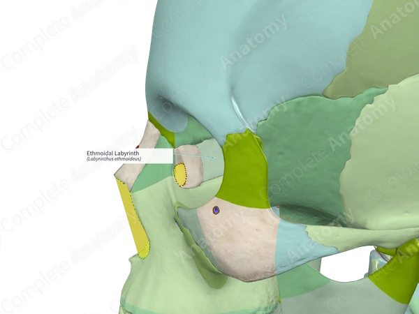 Ethmoidal Labyrinth (Right) | Complete Anatomy