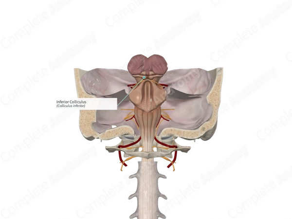 Inferior Colliculus | Complete Anatomy