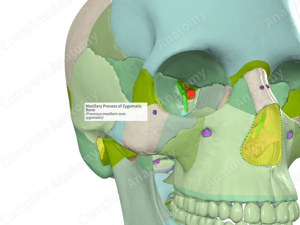 Maxillary Process of Zygomatic Bone | Complete Anatomy
