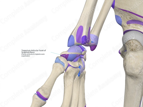 Trapezium Articular Facet of Scaphoid Bone | Complete Anatomy