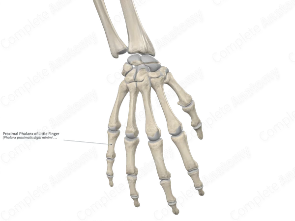 Proximal Phalanx Definition Location Anatomy Diagram